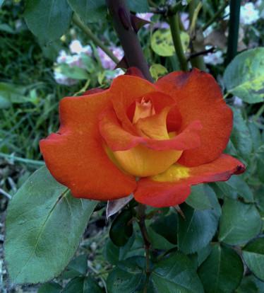 Rose (Rosa 'Leonidas') in the Roses Database - Garden.org