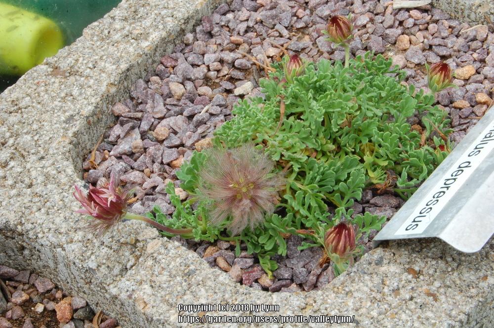 Photo of the entire plant of Pterocephalus depressus posted by ...