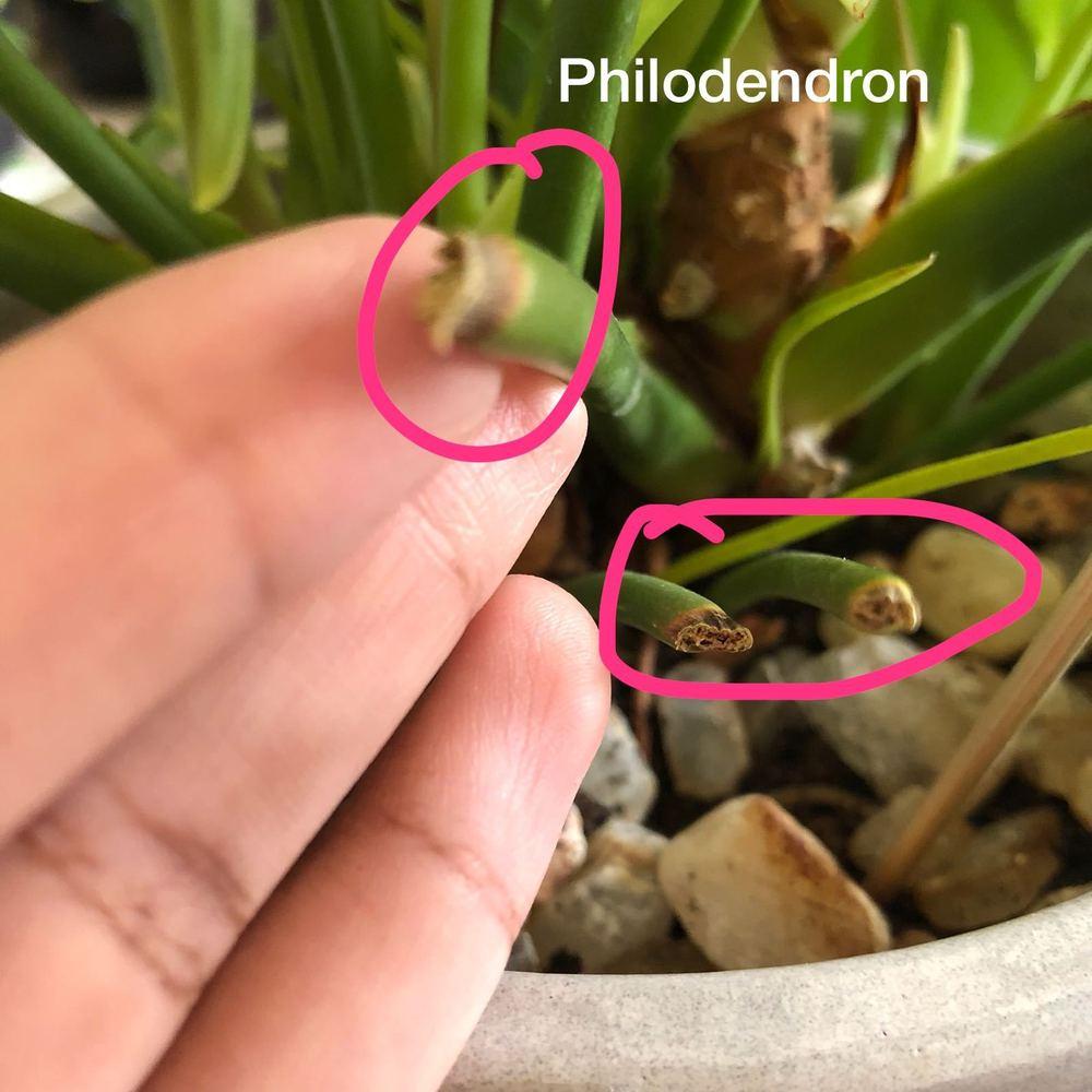 Introducing a plethora of plant problems.... in the Ask a Question ...