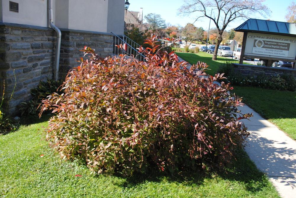 Photo of the fall color of Virginia Sweetspire (Itea virginica 'Henry's ...