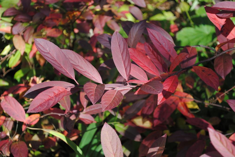 Photo of the fall color of Virginia Sweetspire (Itea virginica Little ...