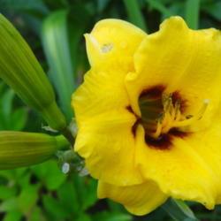 Daylily (Hemerocallis 'Siloam June Bug') in the Daylilies Database ...