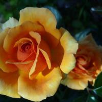 Rose (Rosa 'Ashram') in the Roses Database - Garden.org