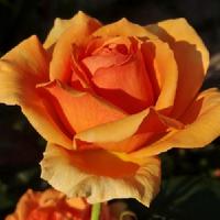 Rose (Rosa 'Ashram') in the Roses Database - Garden.org