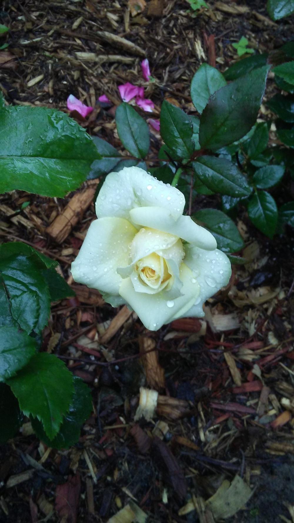 Can i move roses i just planted this fall? in the Roses forum - Garden.org