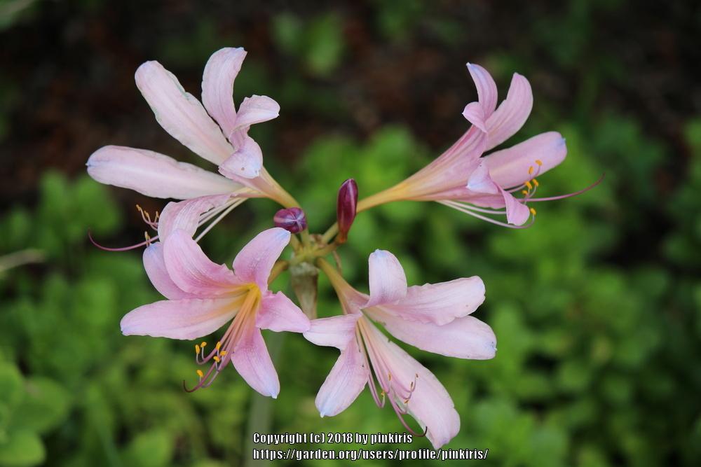 Surprise Lilies (Lycoris): Plant Care and Collection of Varieties ...