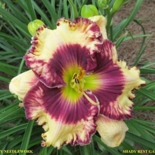 Daylily (Hemerocallis 'Fancy Needlework') in the Daylilies Database - Garden.org