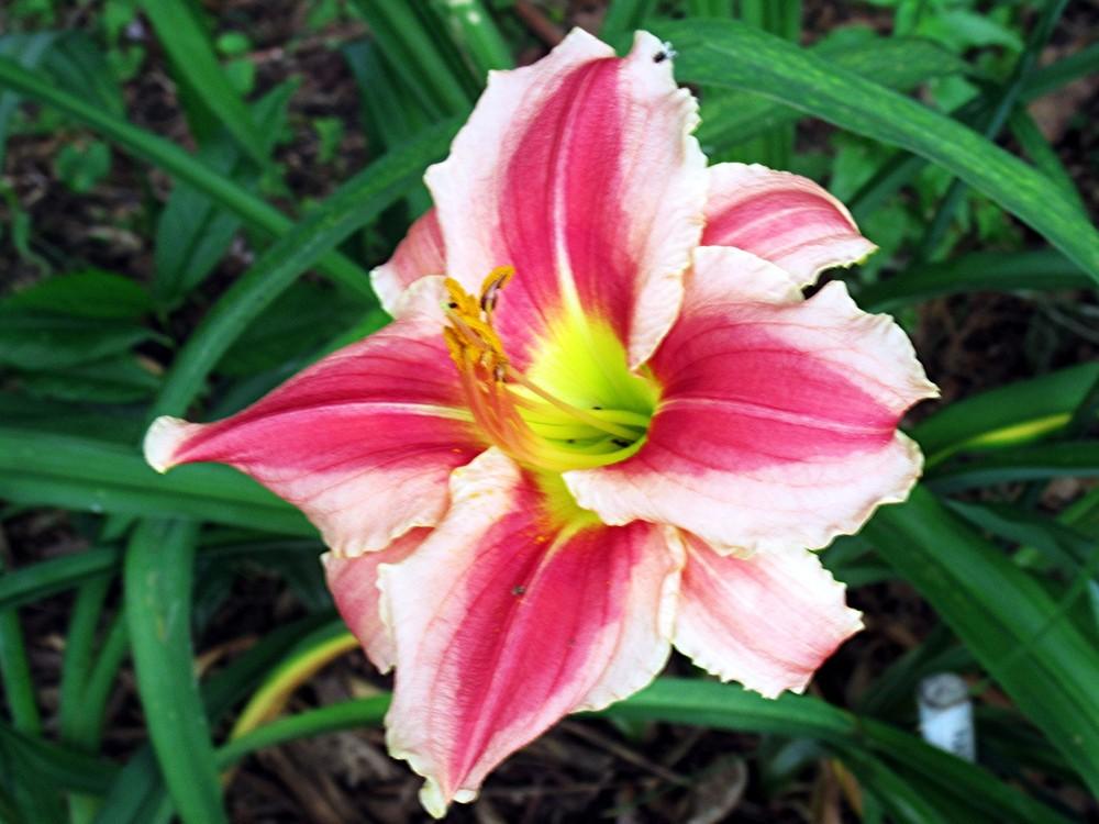 Photo of the bloom of Daylily (Hemerocallis 'Raspberry Swirl') posted ...