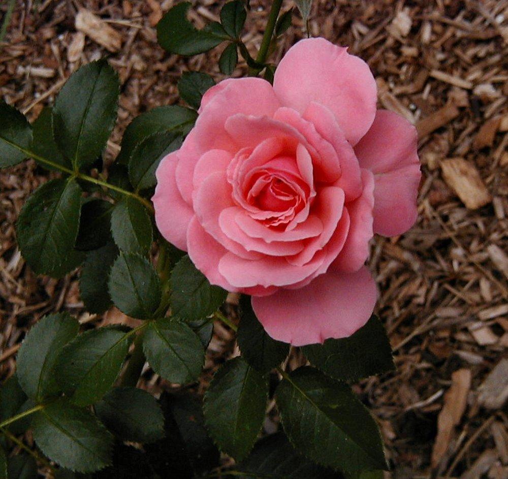 Photo of the bloom of Rose (Rosa 'Sexy Rexy') posted by RoseBlush1 ...