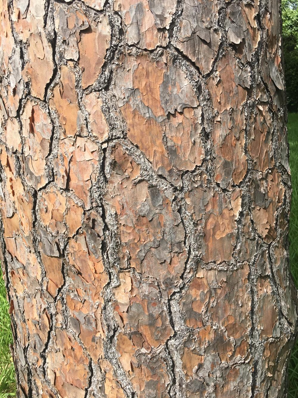 Longleaf Pine Bark