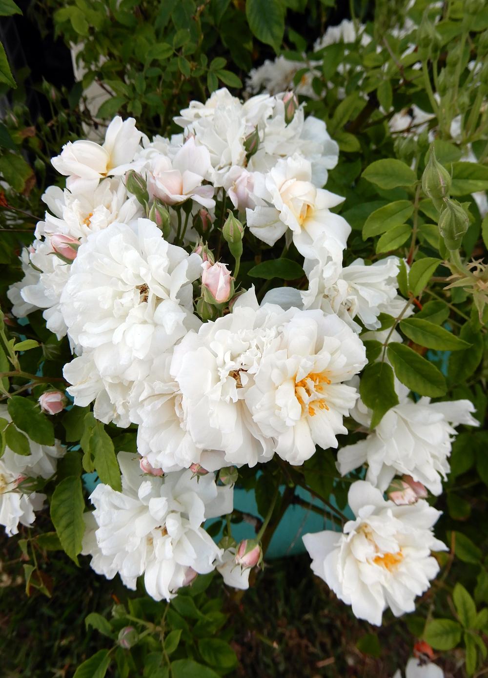 "Roseville Noisette" in the Roses forum - Garden.org