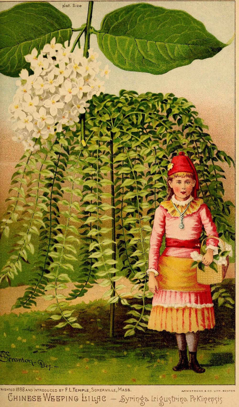 Peking Lilac (Syringa reticulata subsp. pekinensis 'Pendula') in the ...