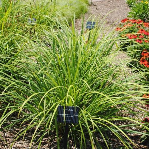 Nodding sedge (Carex gynandra) in the Sedges Database - Garden.org