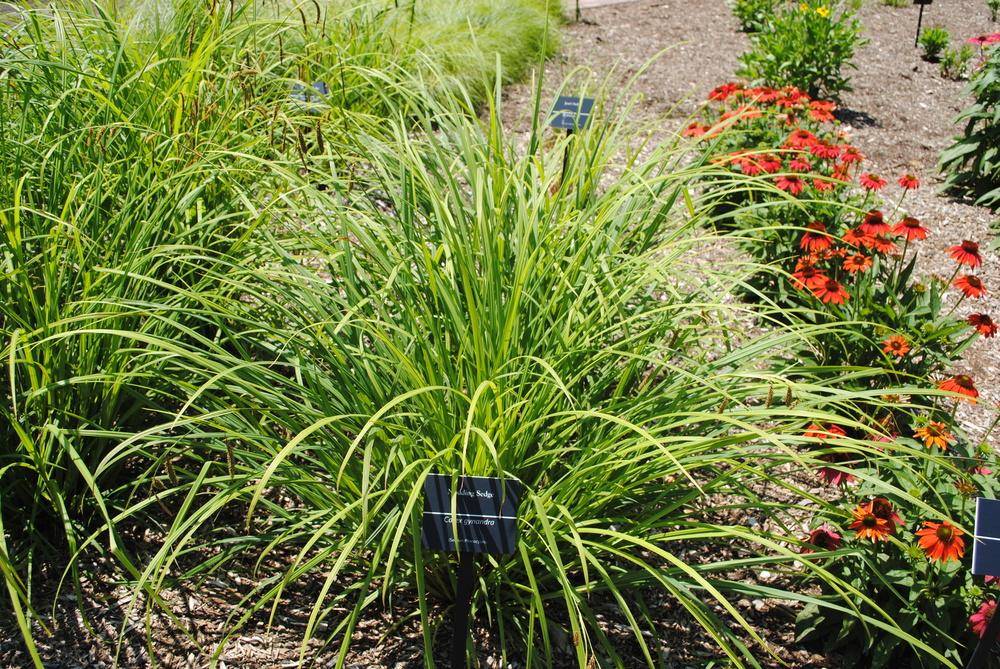 Nodding sedge (Carex gynandra) in the Sedges Database - Garden.org