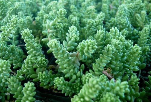 White Stonecrop (Sedum album subsp. album 'Green Ice') in the Sedums ...