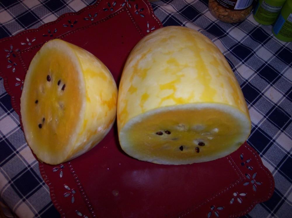 Watermelon (Citrullus lanatus 'Gold in Gold') in the Watermelons ...
