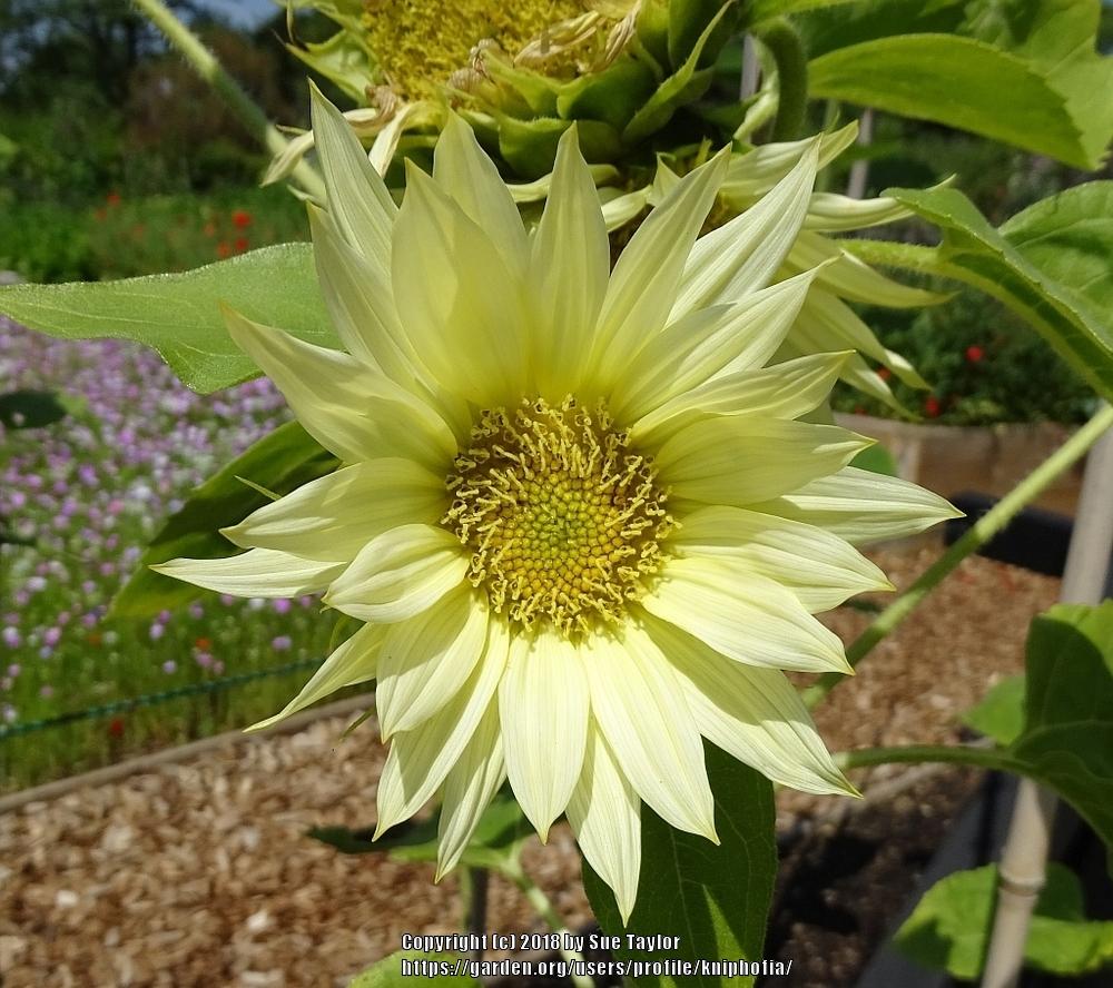 Sunflower (Helianthus annuus 'Jade') in the Sunflowers Database ...
