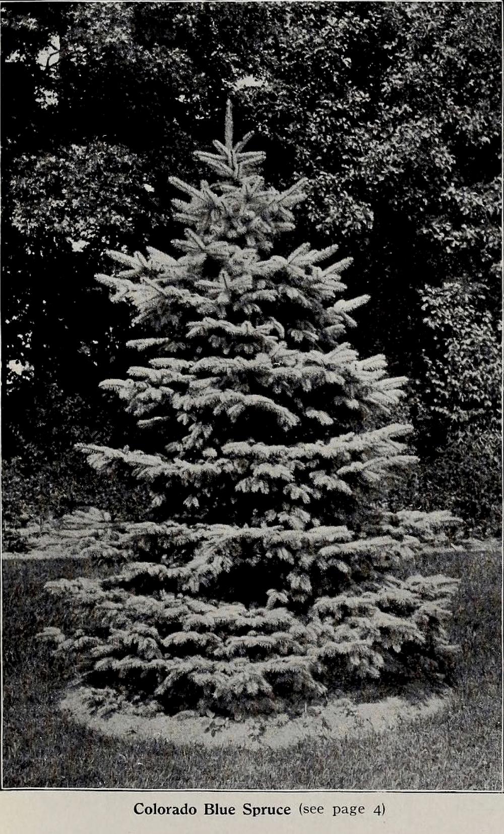 Spruces: Plant Care and Collection of Varieties - Garden.org