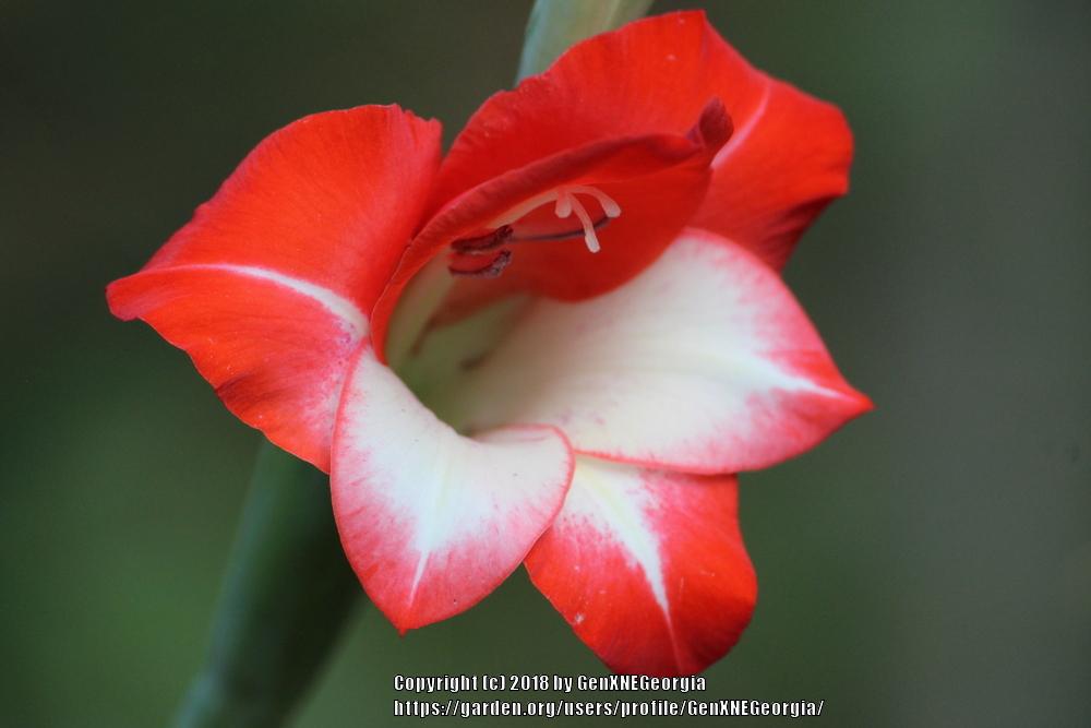 Gladiolus: Plant Care and Collection of Varieties - Garden.org