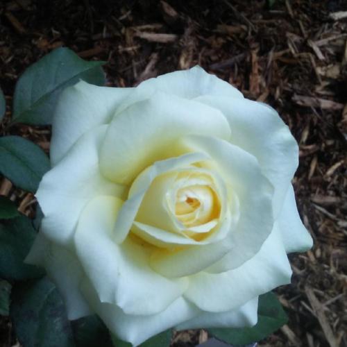 Rose (Rosa 'Snow Bride') in the Roses Database - Garden.org