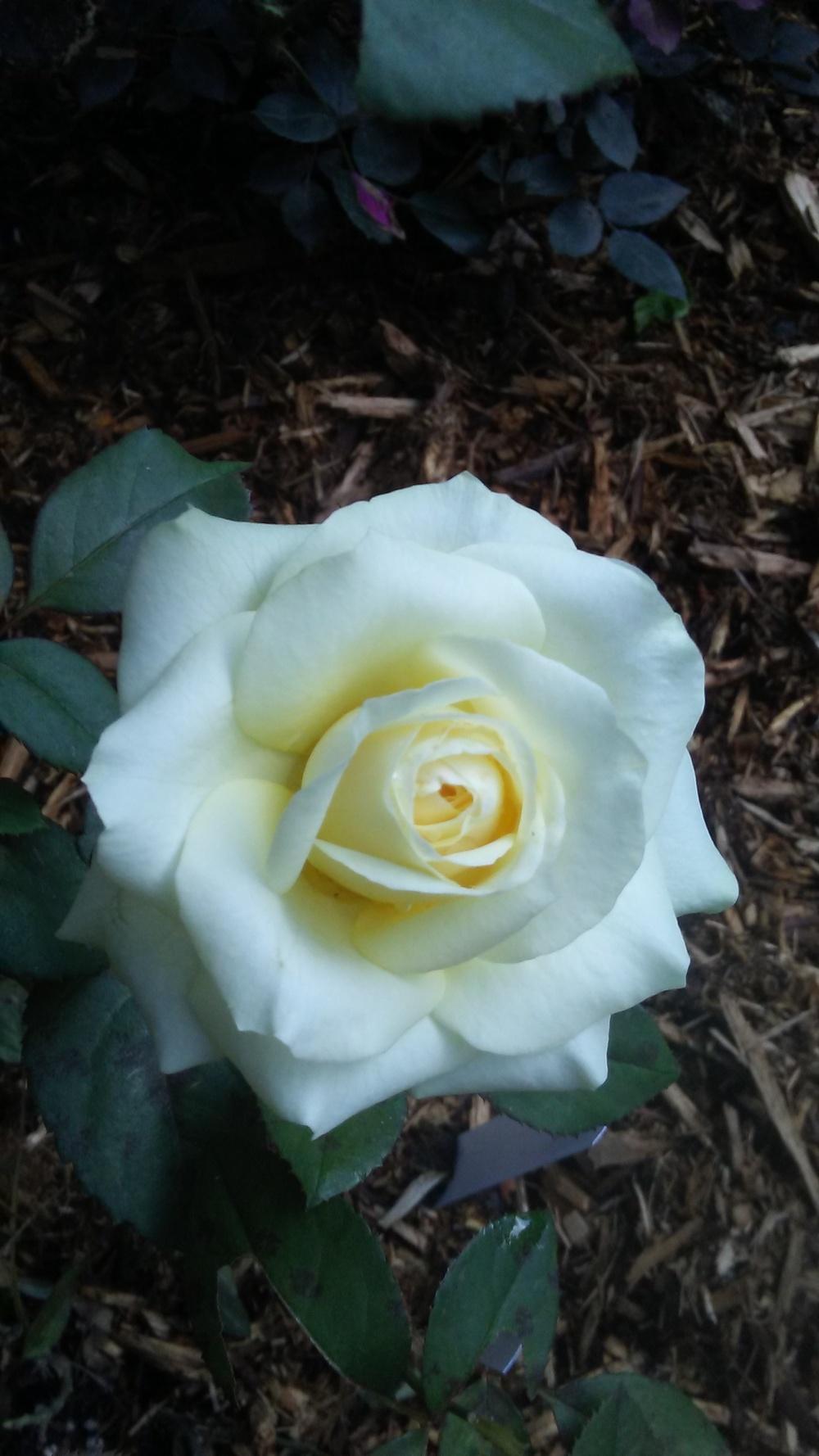 Rose (Rosa 'Snow Bride') in the Roses Database - Garden.org