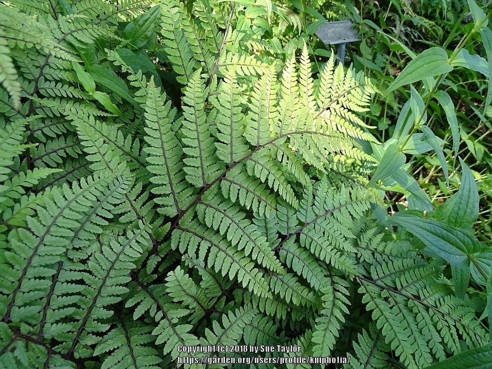Auriculate Lady Fern (Athyrium otophorum) - Garden.org