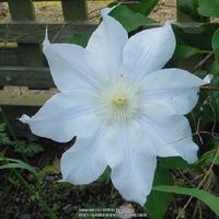 Photo of the bloom of Clematis Ice Blue™ posted by zuzu - Garden.org