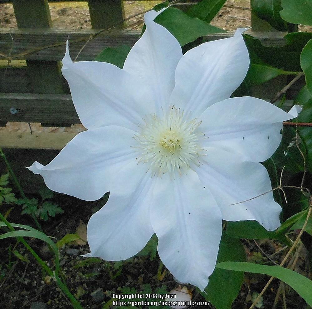 Clematis Ice Blue™ in the Clematis Database - Garden.org