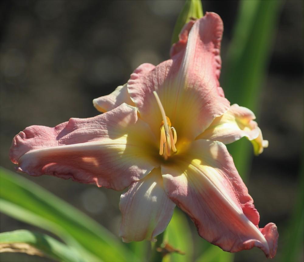 Photo of the bloom of Daylily (Hemerocallis 'Texas Pink Longhorn ...