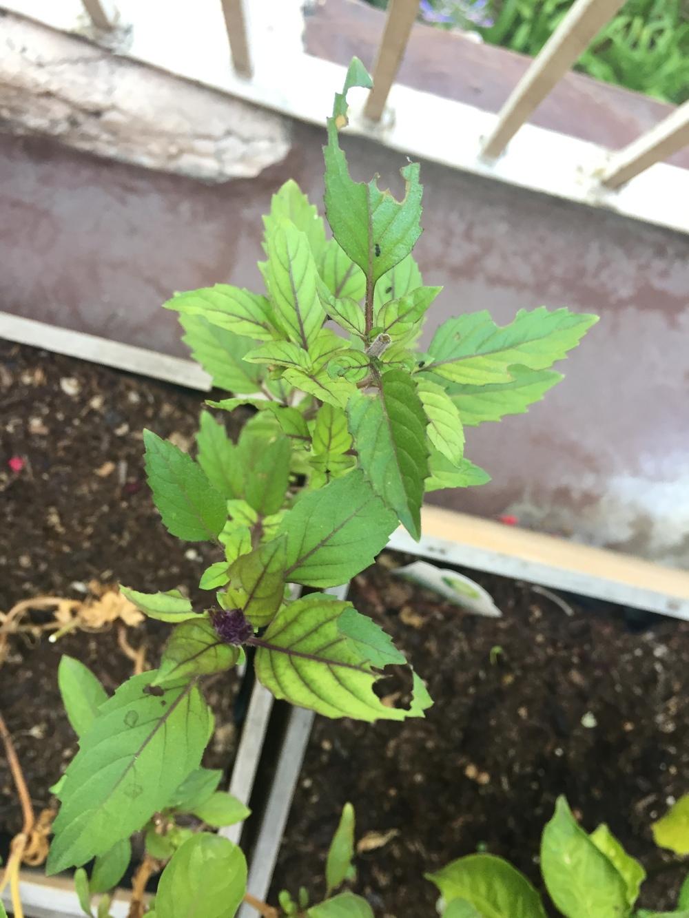 Basil damage in the Ask a Question forum - Garden.org