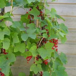 Red Currant (Ribes rubrum 'Red Lake') in the Currants and Gooseberries ...