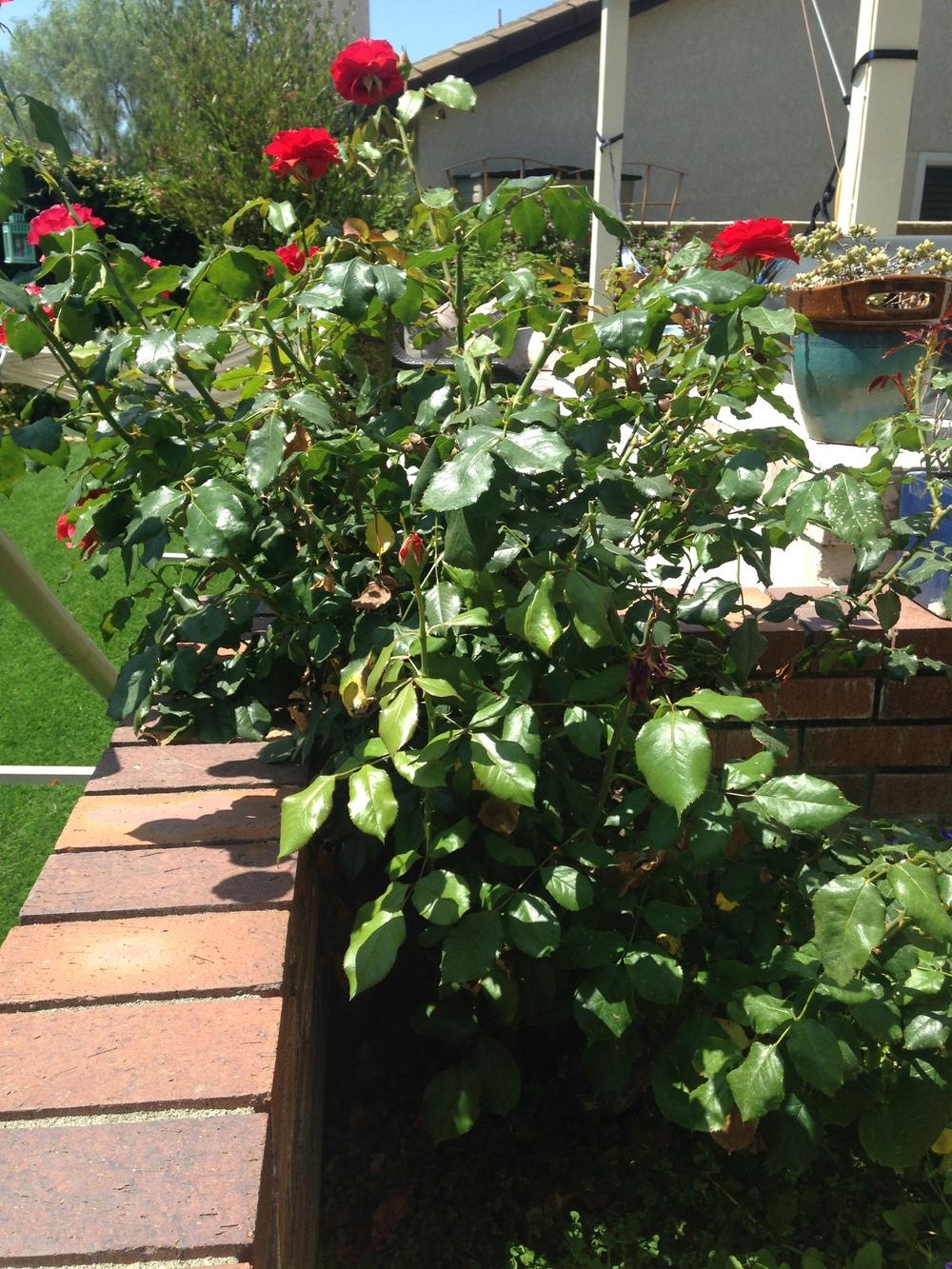 Red Rose Identification in the Roses forum - Garden.org