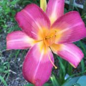 Photo of the bloom of Daylily (Hemerocallis 'Cherry Cheeks') posted by ...