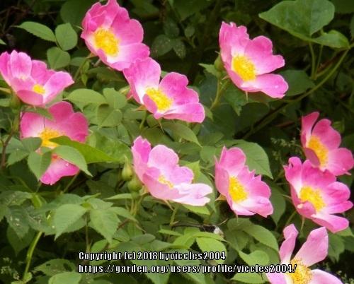 Rose (Rosa 'Complicata') in the Roses Database - Garden.org