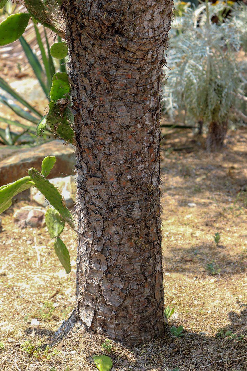 Photo of the stem, scape, stalk or bark of Road Kill Cactus (Consolea ...