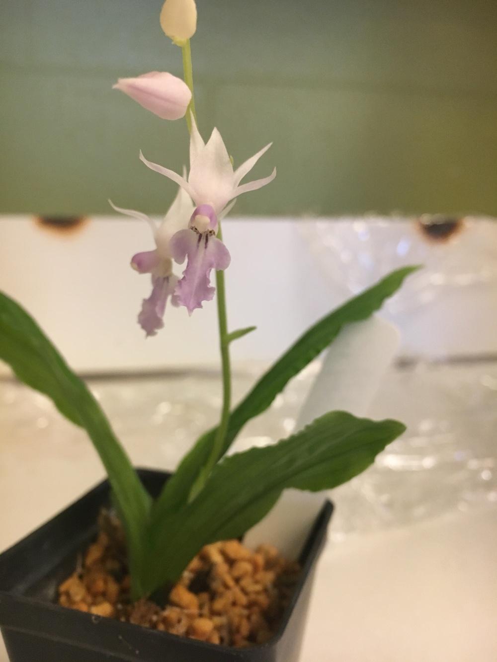 Orchid (Calanthe puberula) - Garden.org