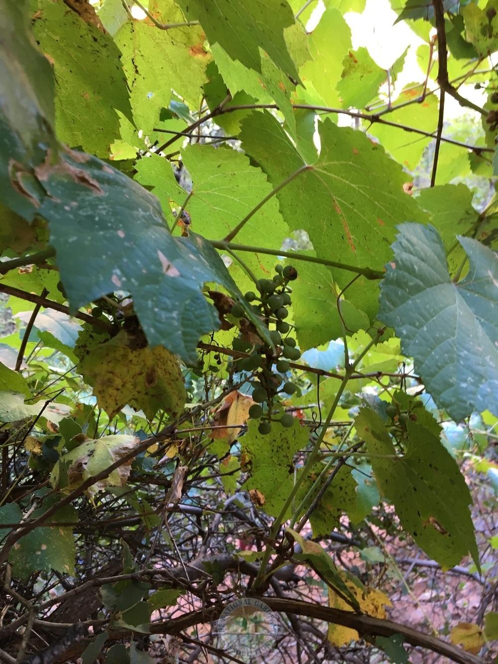 Grapes: Plant Care and Collection of Varieties - Garden.org
