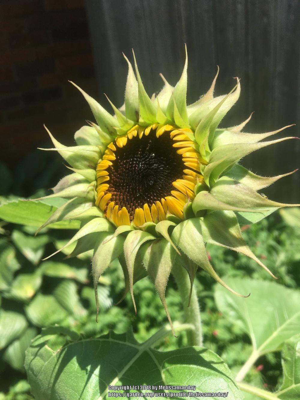 Sunflower (Helianthus annuus Sun-Fill™ Purple) in the Sunflowers ...