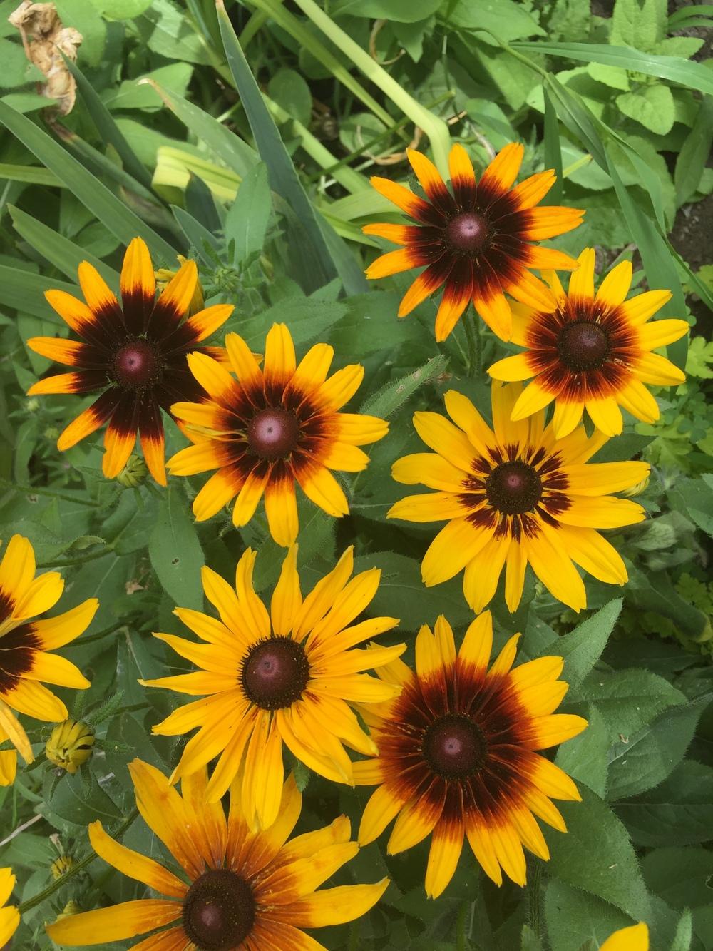 Photo of the bloom of Rudbeckia (Rudbeckia hirta 'Denver Daisy') posted ...