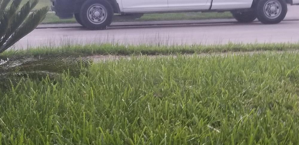 Identify this weed - Houston, TX in the Plant ID forum - Garden.org