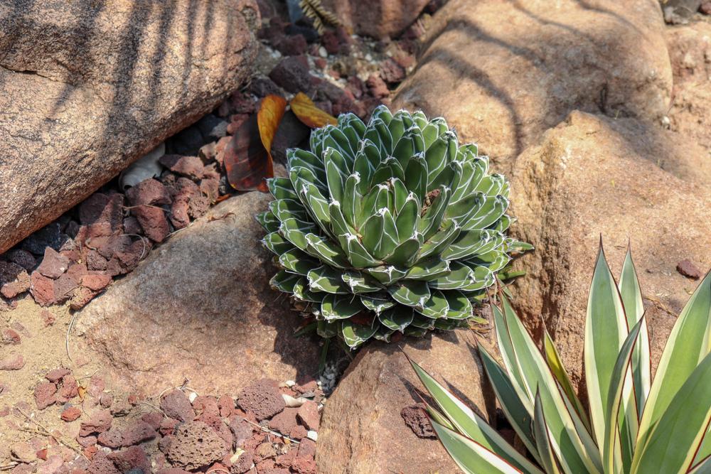 Photo of the entire plant of Compact Queen Victoria Agave (Agave ...