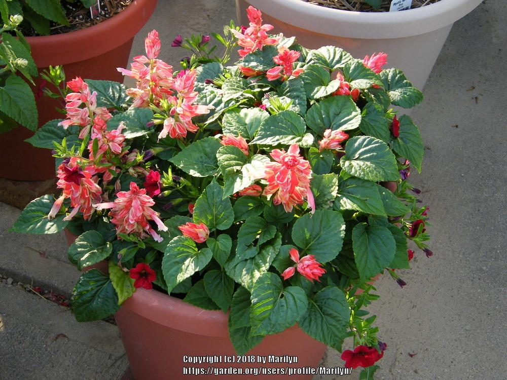 Scarlet Sage (Salvia splendens Vista™ Red And White) in the Salvias ...
