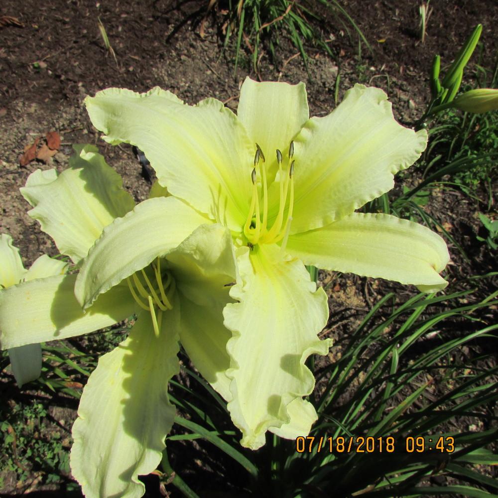 Do You Have a Problem with Daylilies Blooms Fading by 1PM? in the ...
