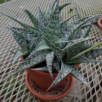 Aloe 'White Fox' in the Aloes Database - Garden.org