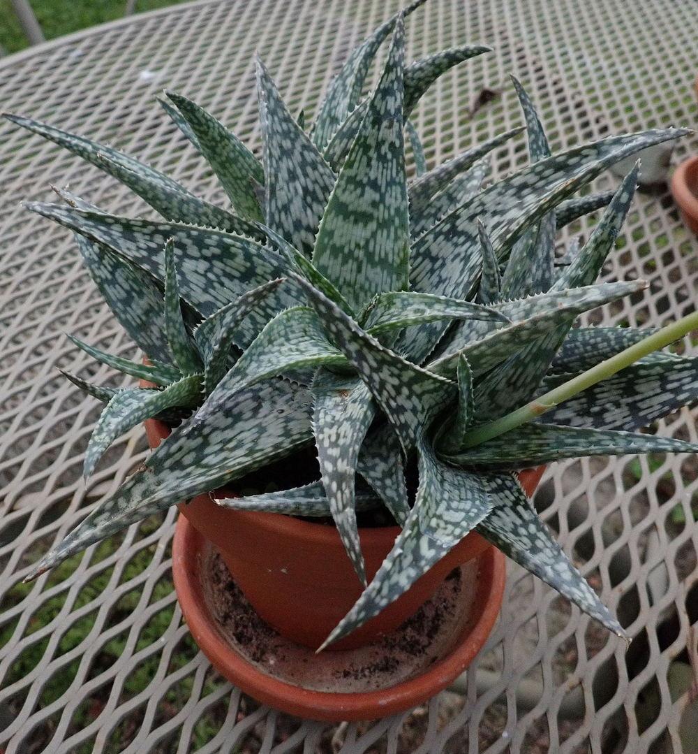 Aloe 'White Fox' in the Aloes Database - Garden.org