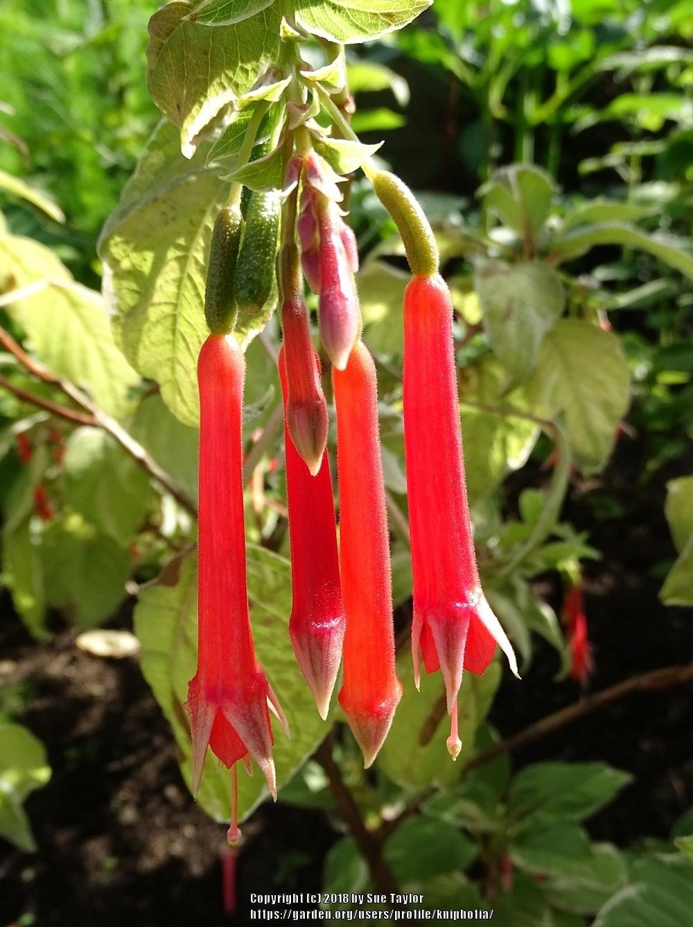 Photo of the bloom of Brilliant Fuchsia (Fuchsia fulgens 'Variegata ...
