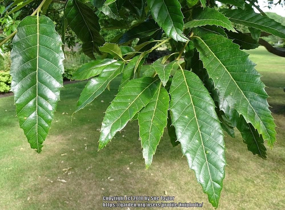 Photo of the leaves of Sawtooth Oak (Quercus acutissima) posted by ...