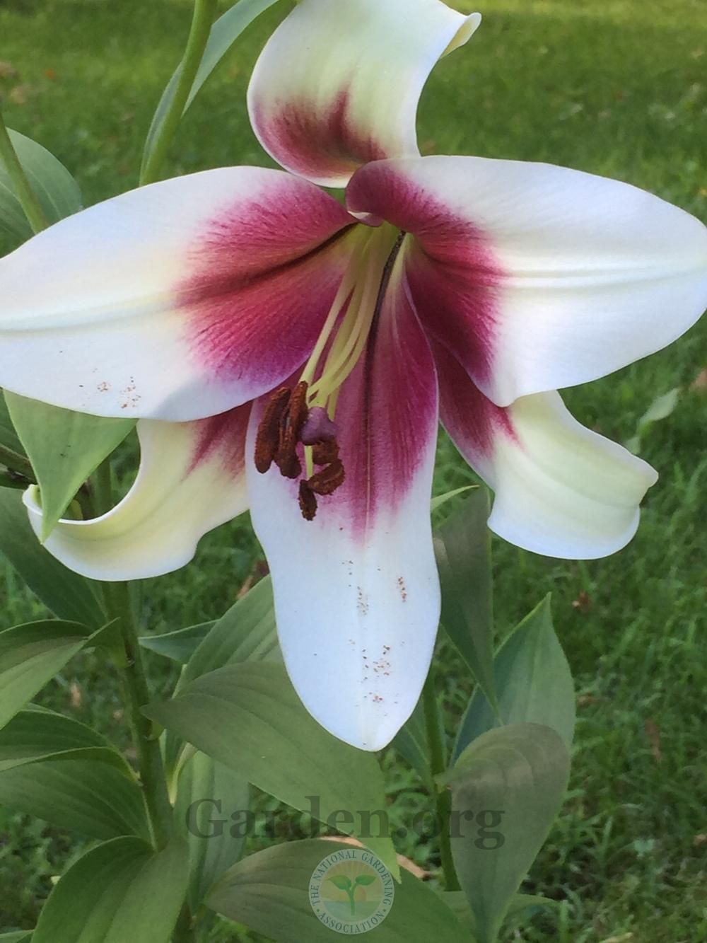 Lily (Lilium 'Yin') in the Lilies Database - Garden.org