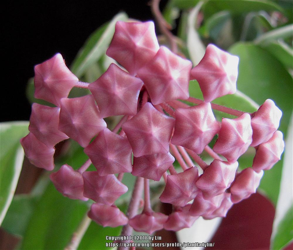 Photo of the closeup of buds, sepals and receptacles of Krimson ...