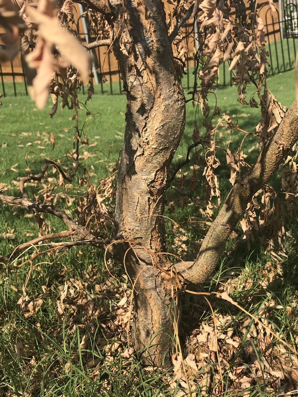 Twisted Locust Tree in the Ask a Question forum - Garden.org
